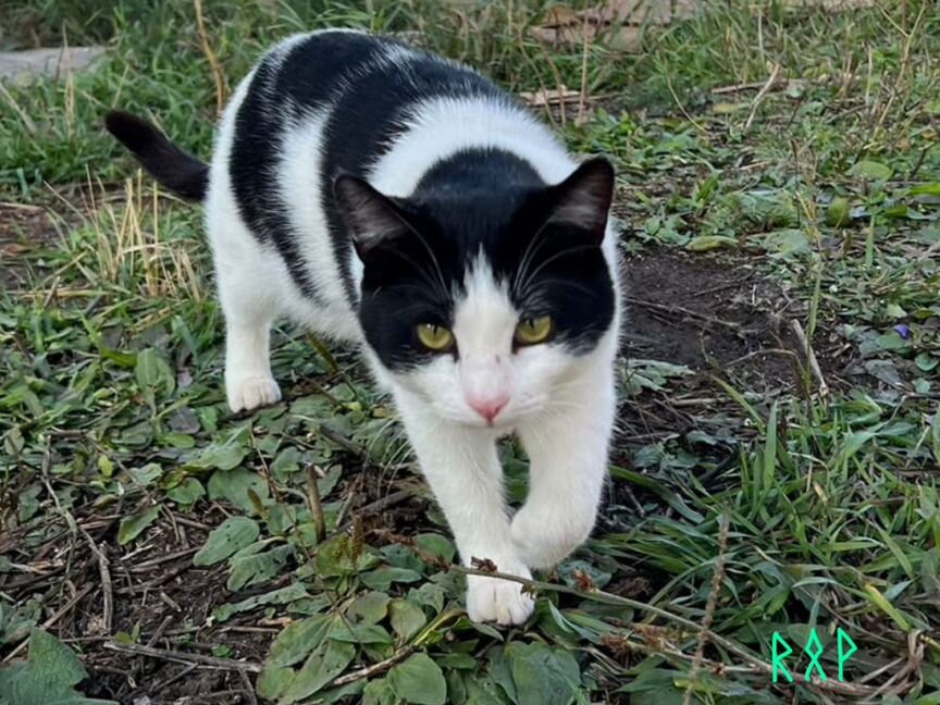 Котики в добрые руки