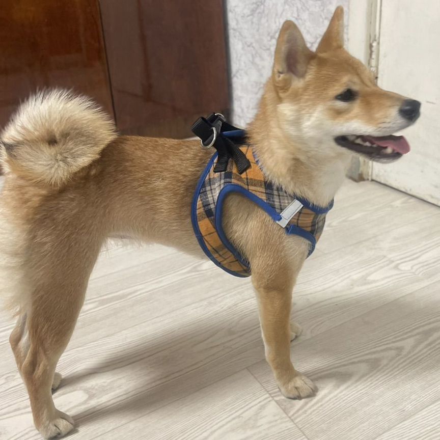 Сиба-ину, взрослая собака