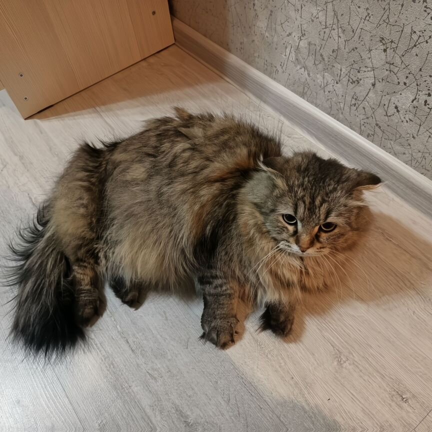 Шотландский вислоухий длинношёрстный, взрослый кот