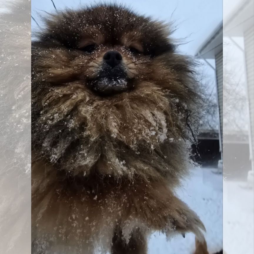 Померанский шпиц, щенок