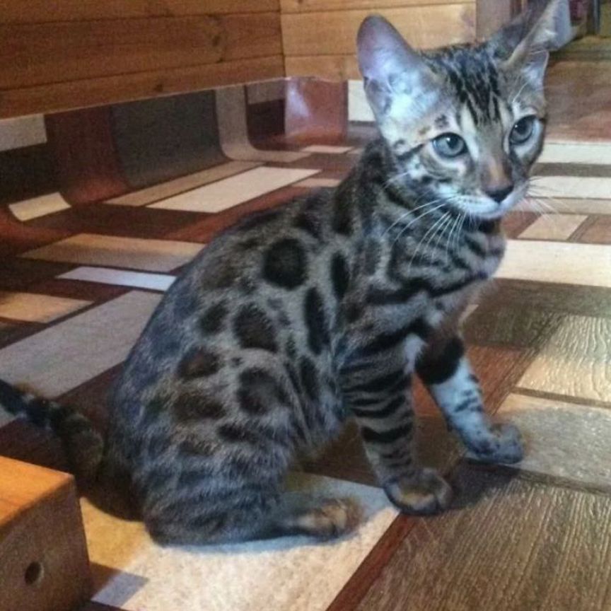 Бенгальская