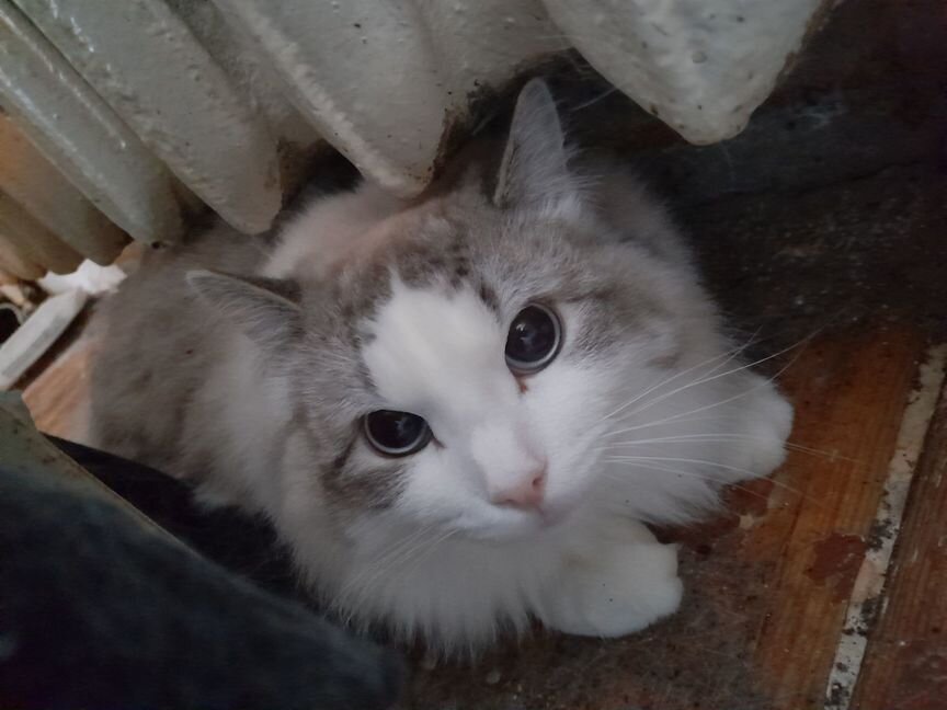 Два молодых котика и кошечка ищут новые