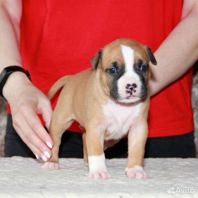 Щенок американского стаффорда, девочка Е №3