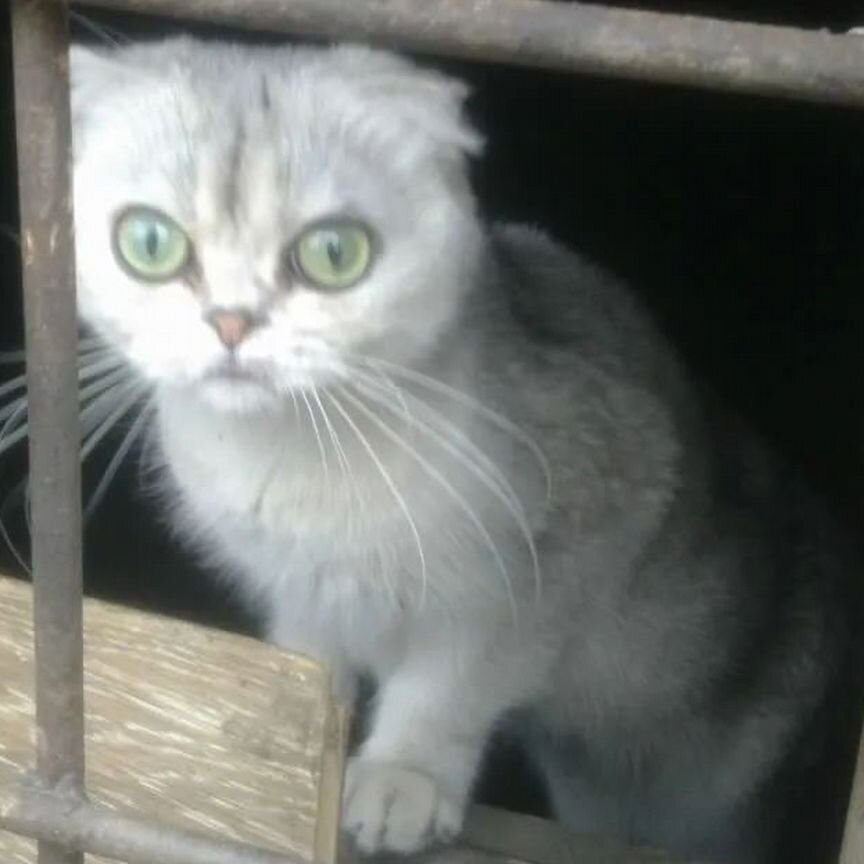 Шотландская вислоухая короткошёрстная, взрослая кошка