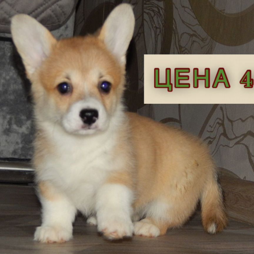 Вельш Корги Пемброк, щенок