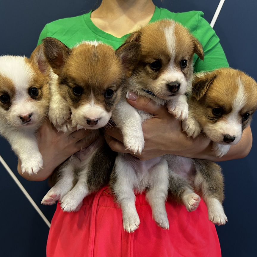 Щенки вельш-корги пемброк