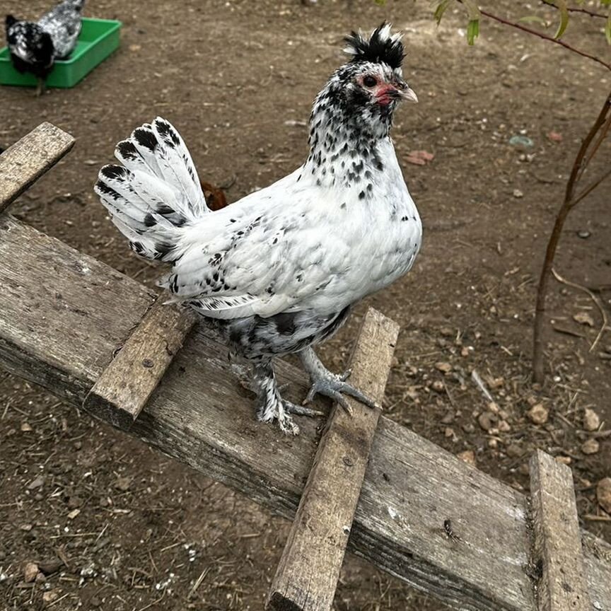 Петух павловский