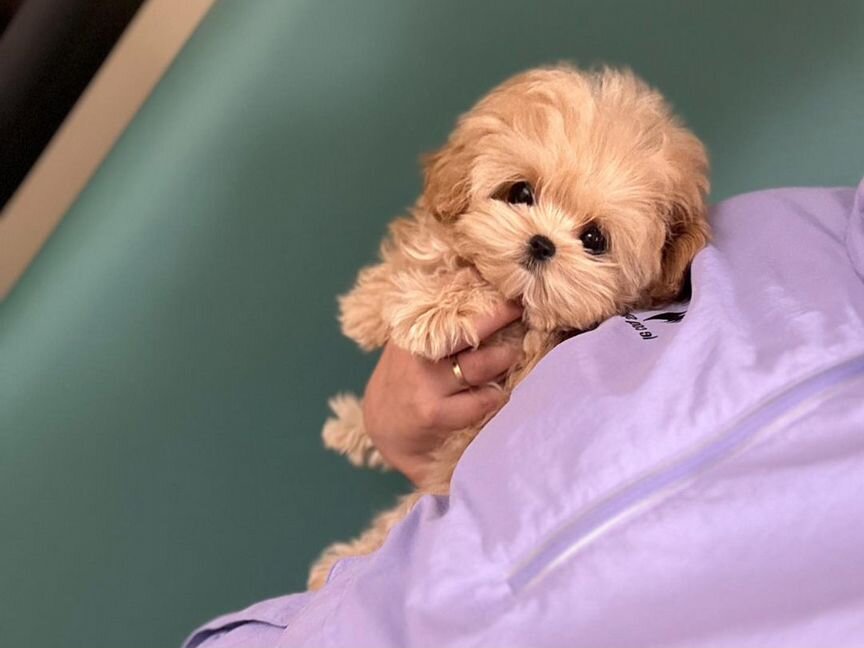 Мальтипу micro из Кореи