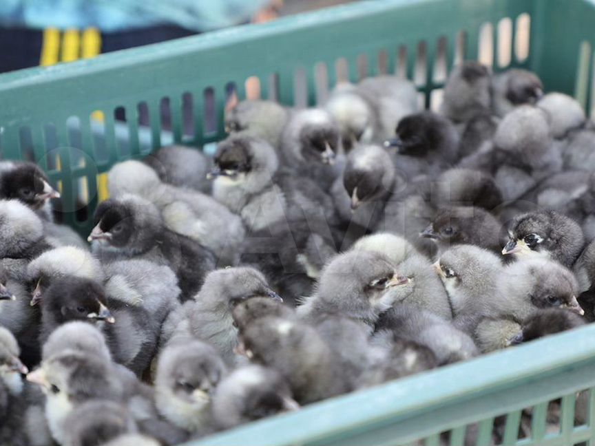 Цыплята суточные