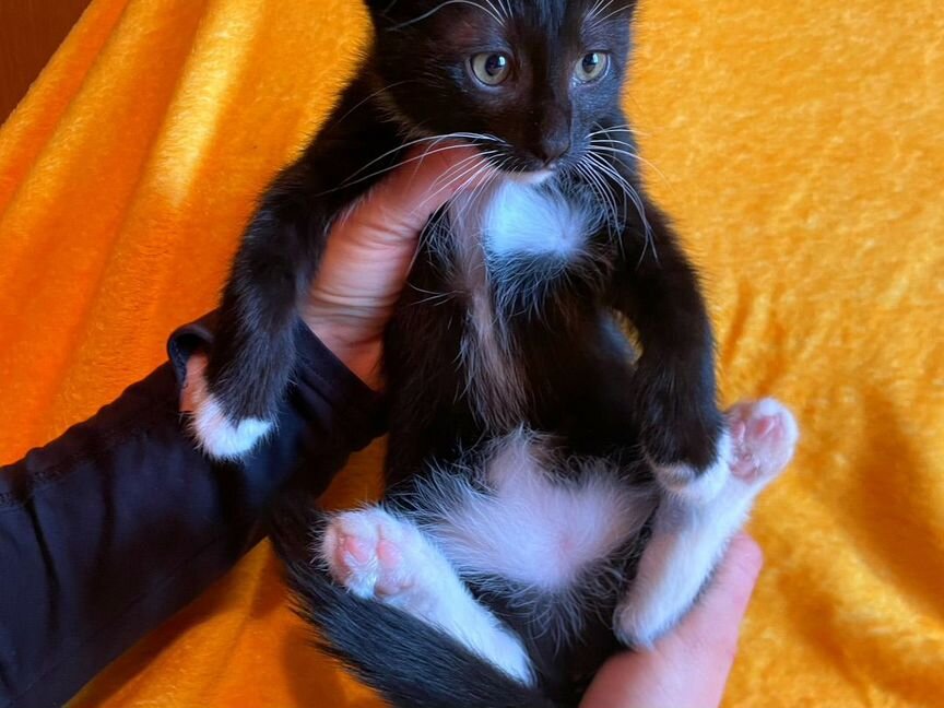 Котята инь-янь в добрые руки бесплатно