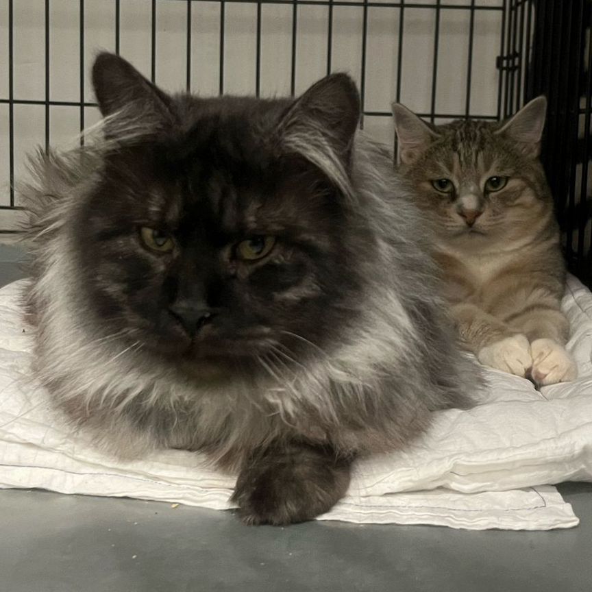 Взрослая кошка в добрые руки