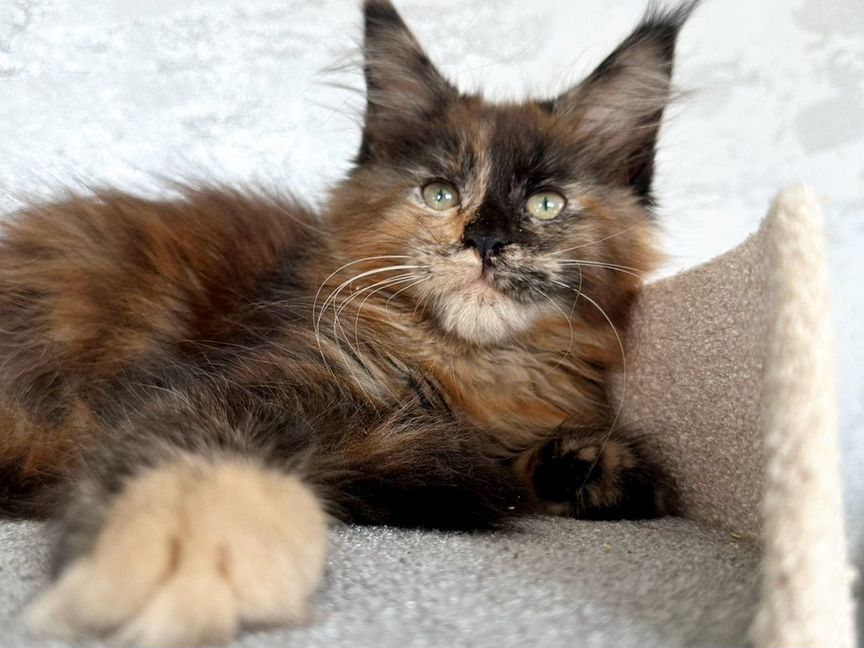 Котята Мейн кун