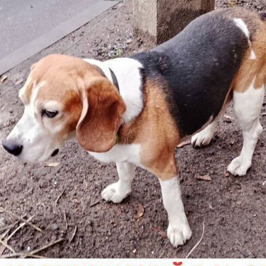 Бигль, взрослый пёс