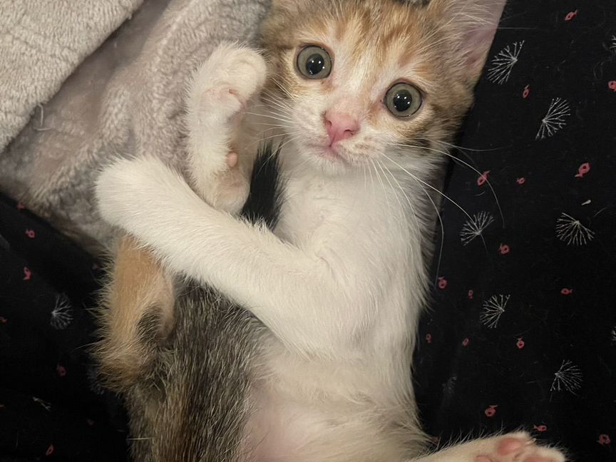 Трехцветный котенок