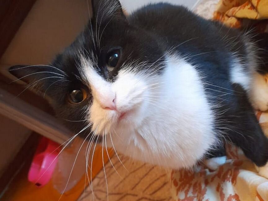 Кошечка,8 мес