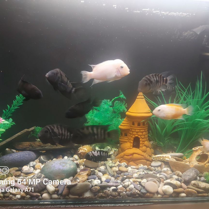 Аквариум с рыбками