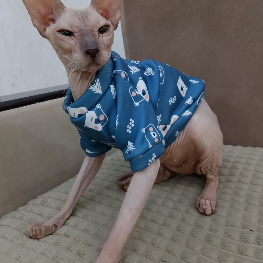 Ищем жениха сфинкса