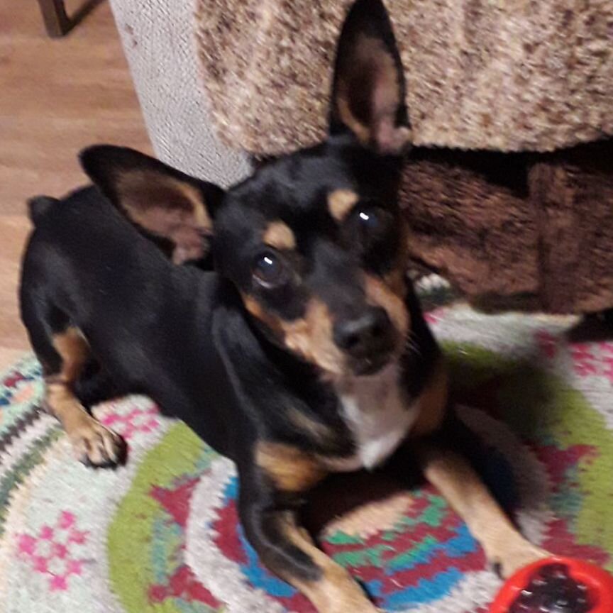 Вязка мальчик порода пинчер