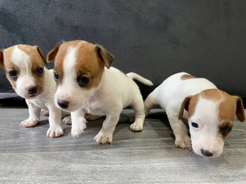 Щенки Джек Рассел терьера