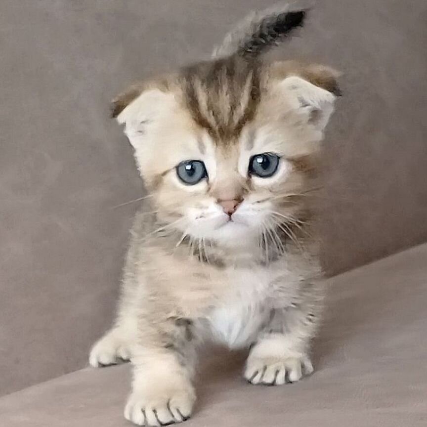Коротколапый мальчик