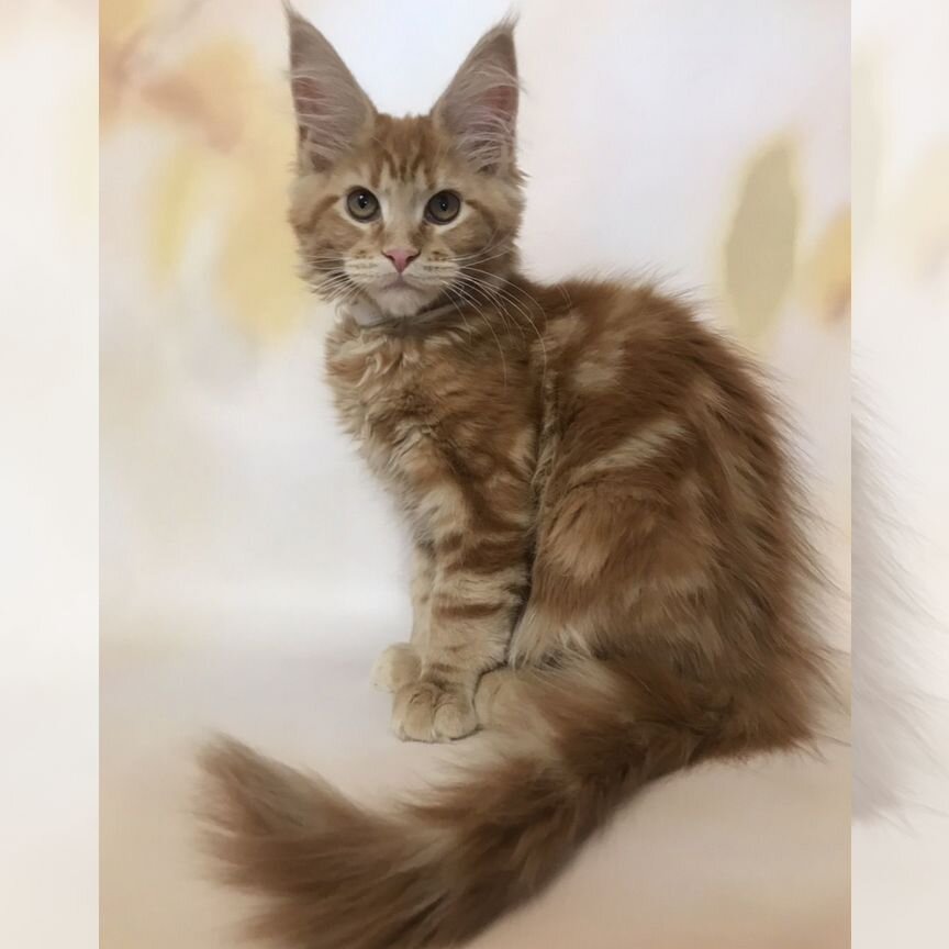 Кошечка мейнкун в разведение или в любимцы