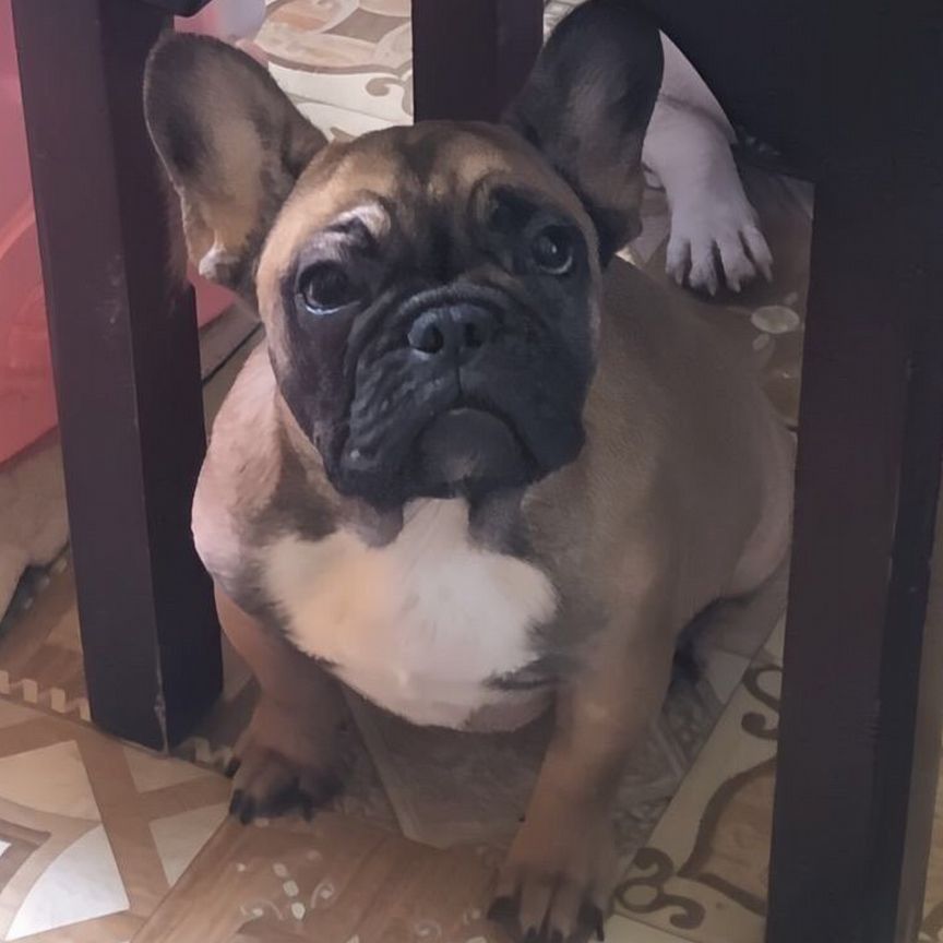 Французский бульдог, щенок