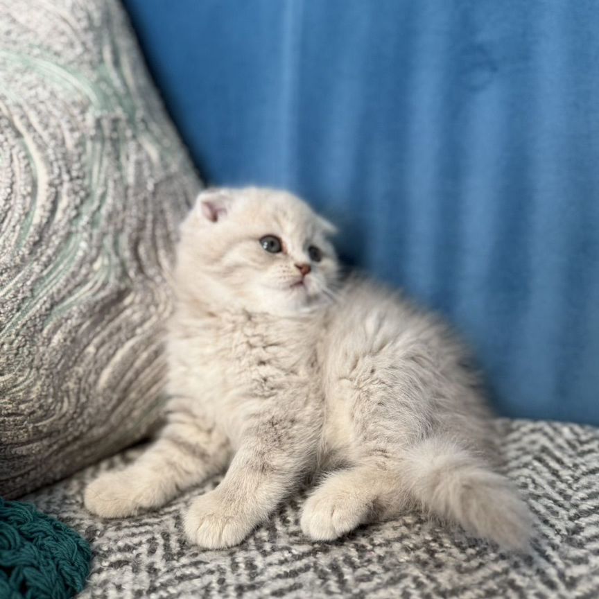 Шотландские мишки