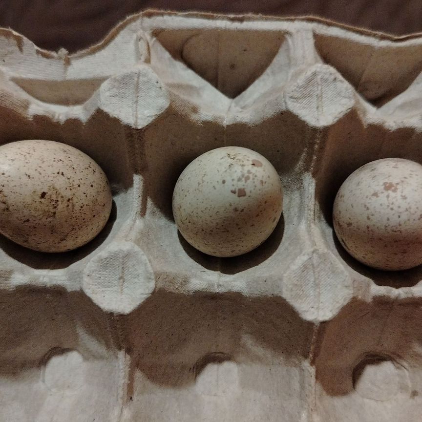 Яйца кеклик