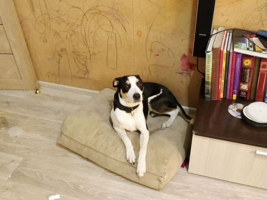 Собака в добрые руки