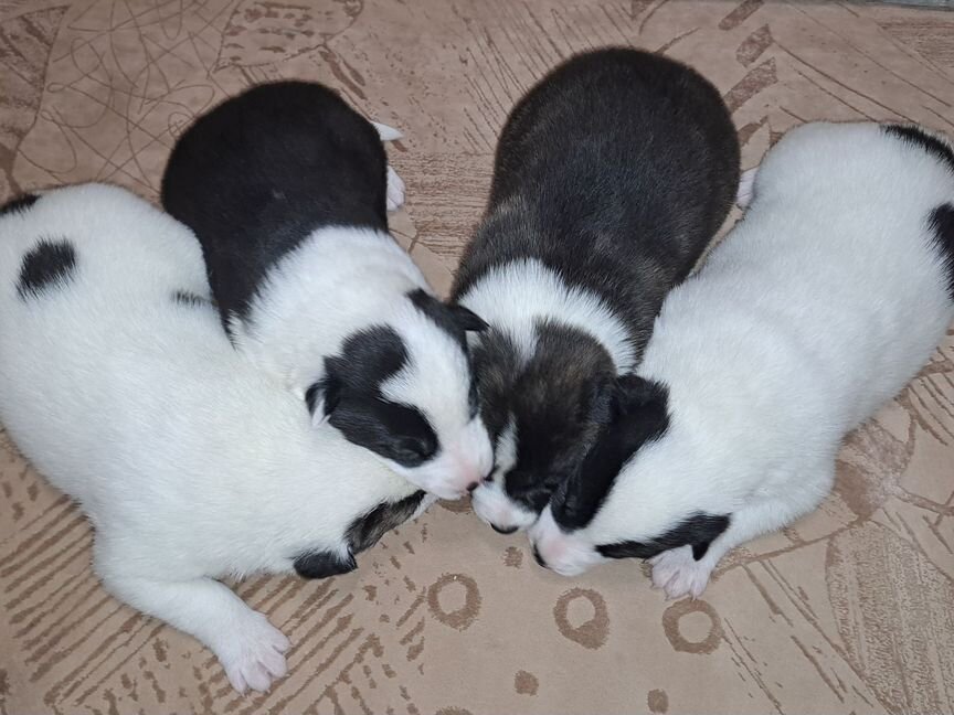 Щенки в добрые руки