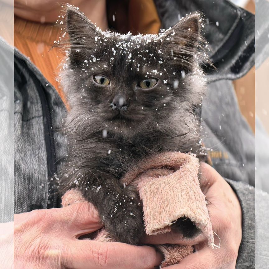 Котёнок в добрые руки