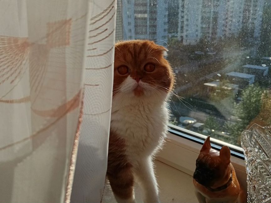 Кот в добрые руки