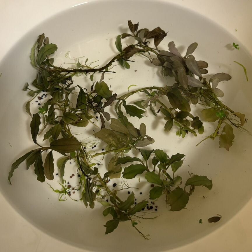 Аквариумное растение