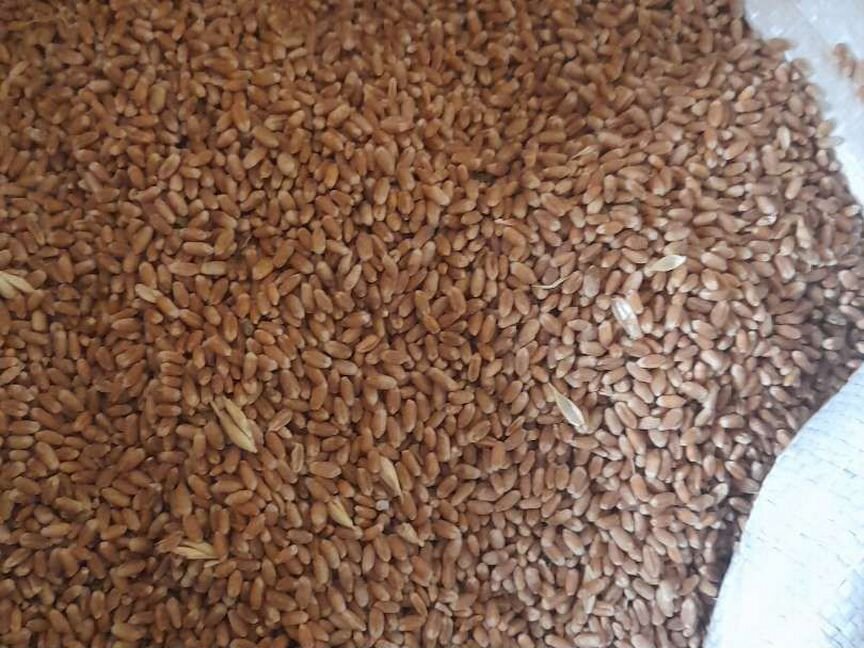 Ячмень пшеница кукуруза горох