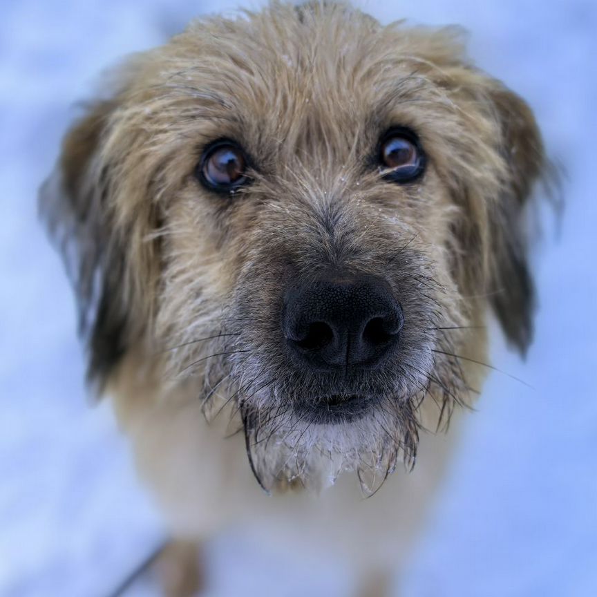 Взрослый пёс в добрые руки