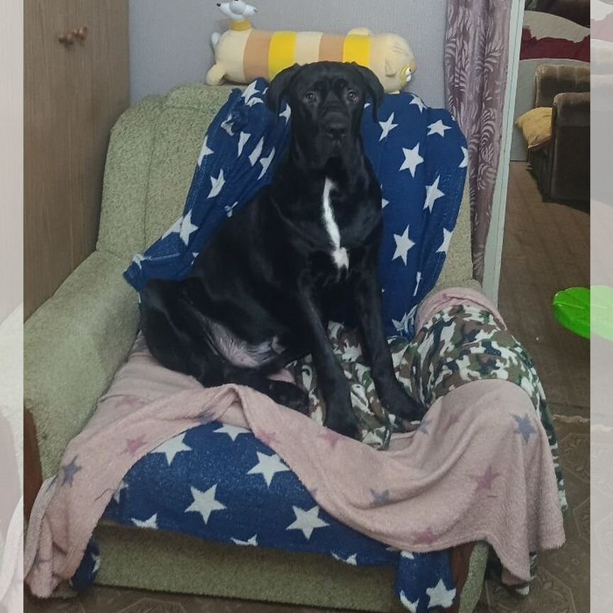 Щенок кане корсо