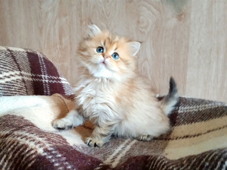 Британский зрлотой