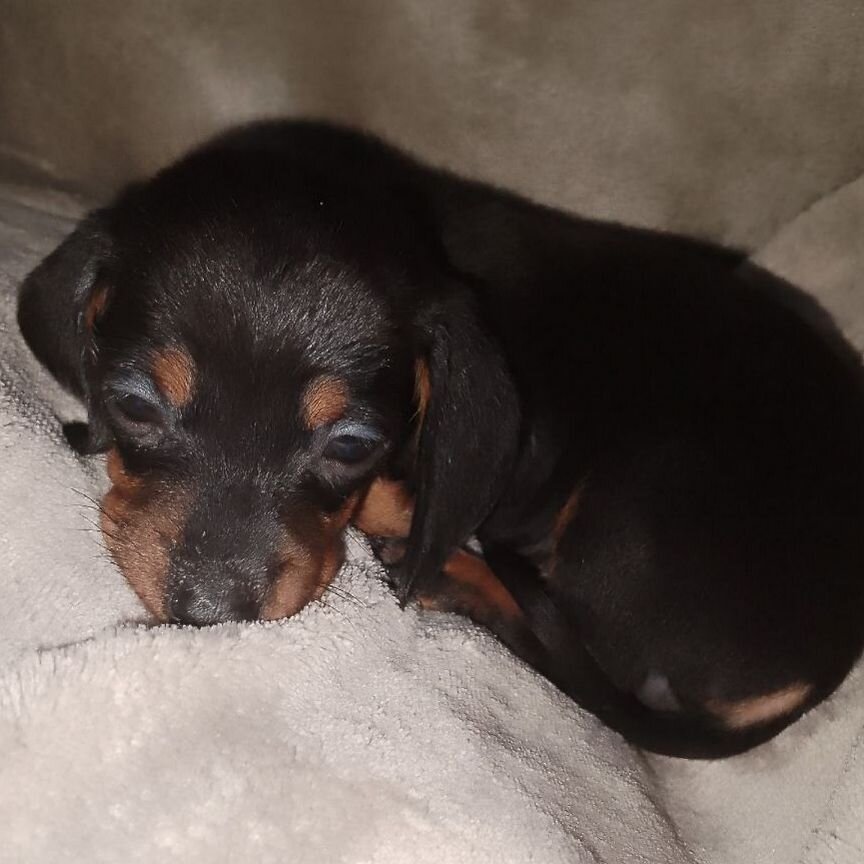 Такса, щенок