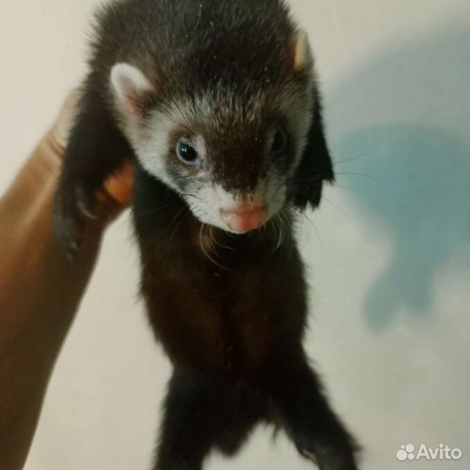 Хорьки малыши