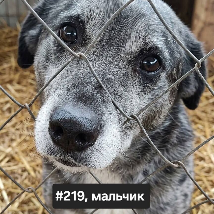 Взрослый пёс в добрые руки