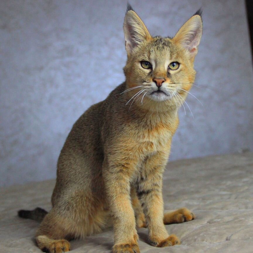 Чаузи котёнок