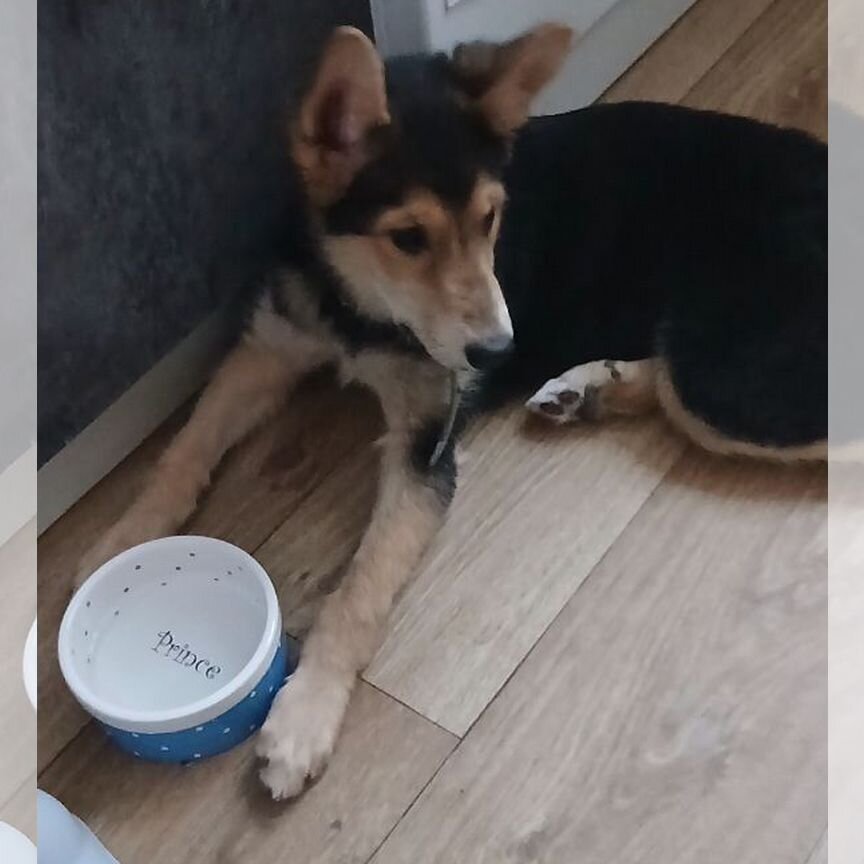 Щенок в добрые руки