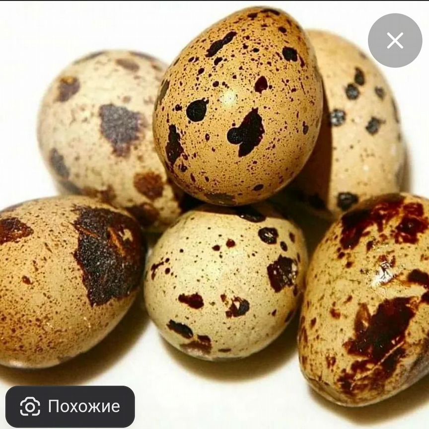 Яйца перепелиные