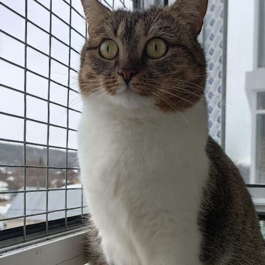 Кошечка в добрые руки