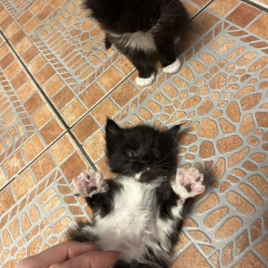 Котята мэйн-кун
