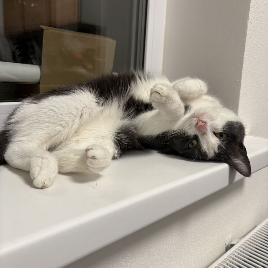 Взрослая кошка в добрые руки