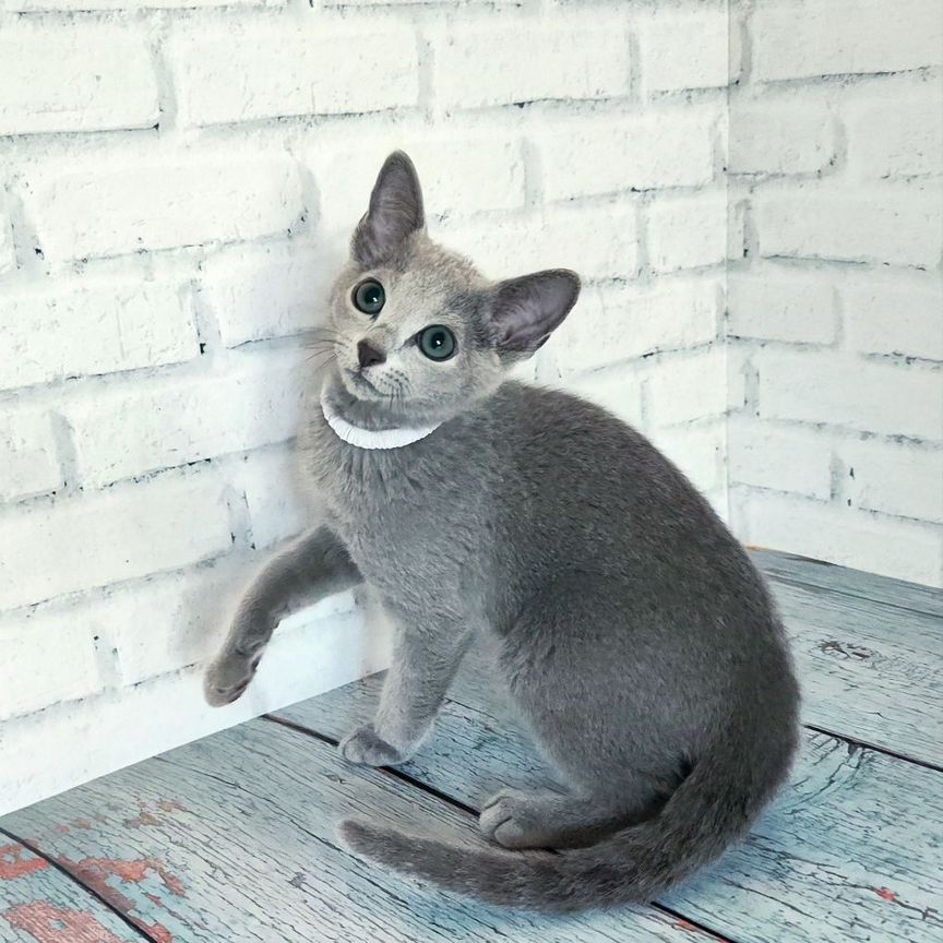 Русский голубой котёнок