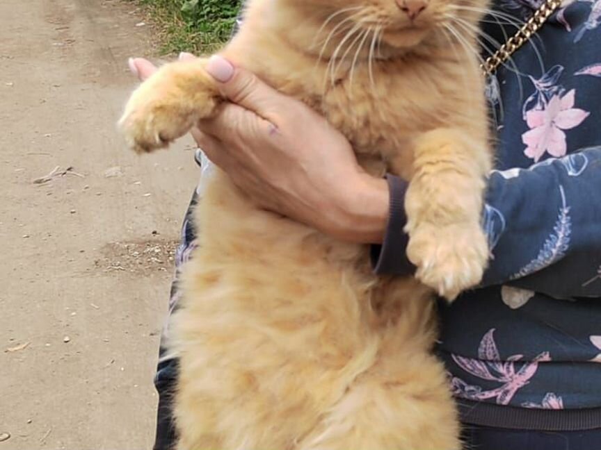 Сибирская кошка бесплатно