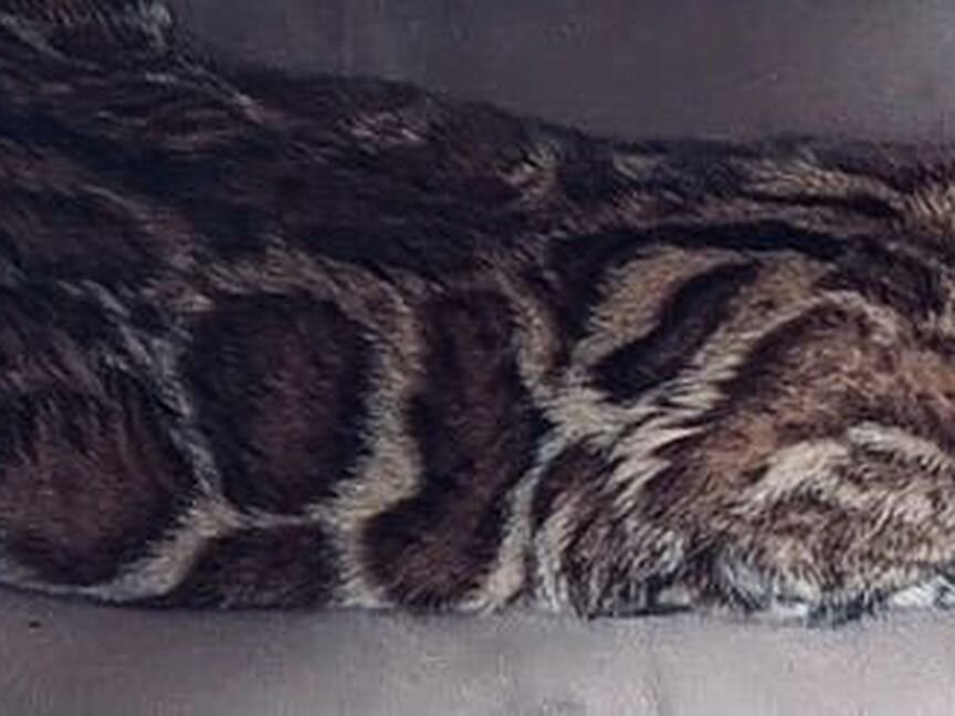 Бенгальская молодая кошечка