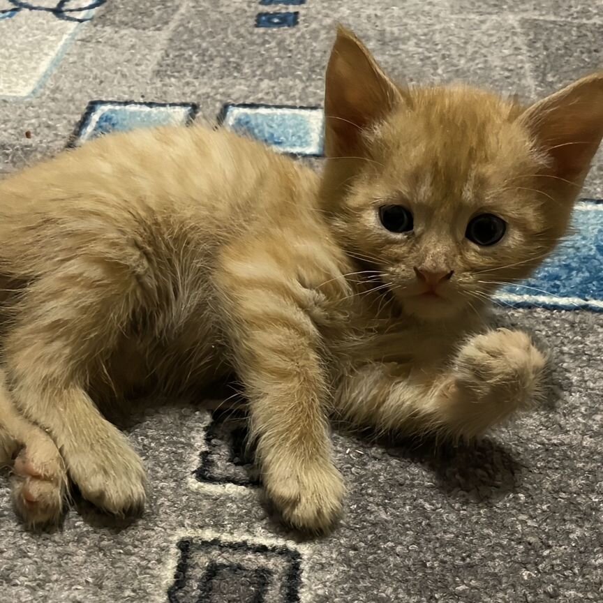 Котёнок в добрые руки